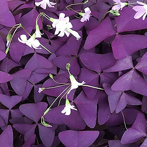 16 Bulbs - Purple Shamrocks Lucky Lovely Flowers Bulbs for Planting Oxalis Triangularis 002