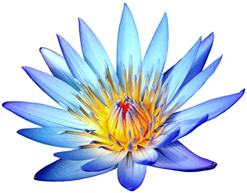 Premium Exotic Whole Flower - Natural Whole Flower Herbal Tea 1.0oz(28g) - Caffeine Free, Non-GMO