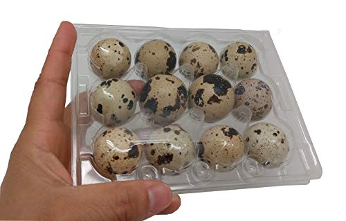 Quail Egg Plastic Cartons, Pack of 50 - Holds 12 Quail or Small Eggs - Food Grade Plastic (50 pack quail cartons) - Includes FREE Ebook with Recipes