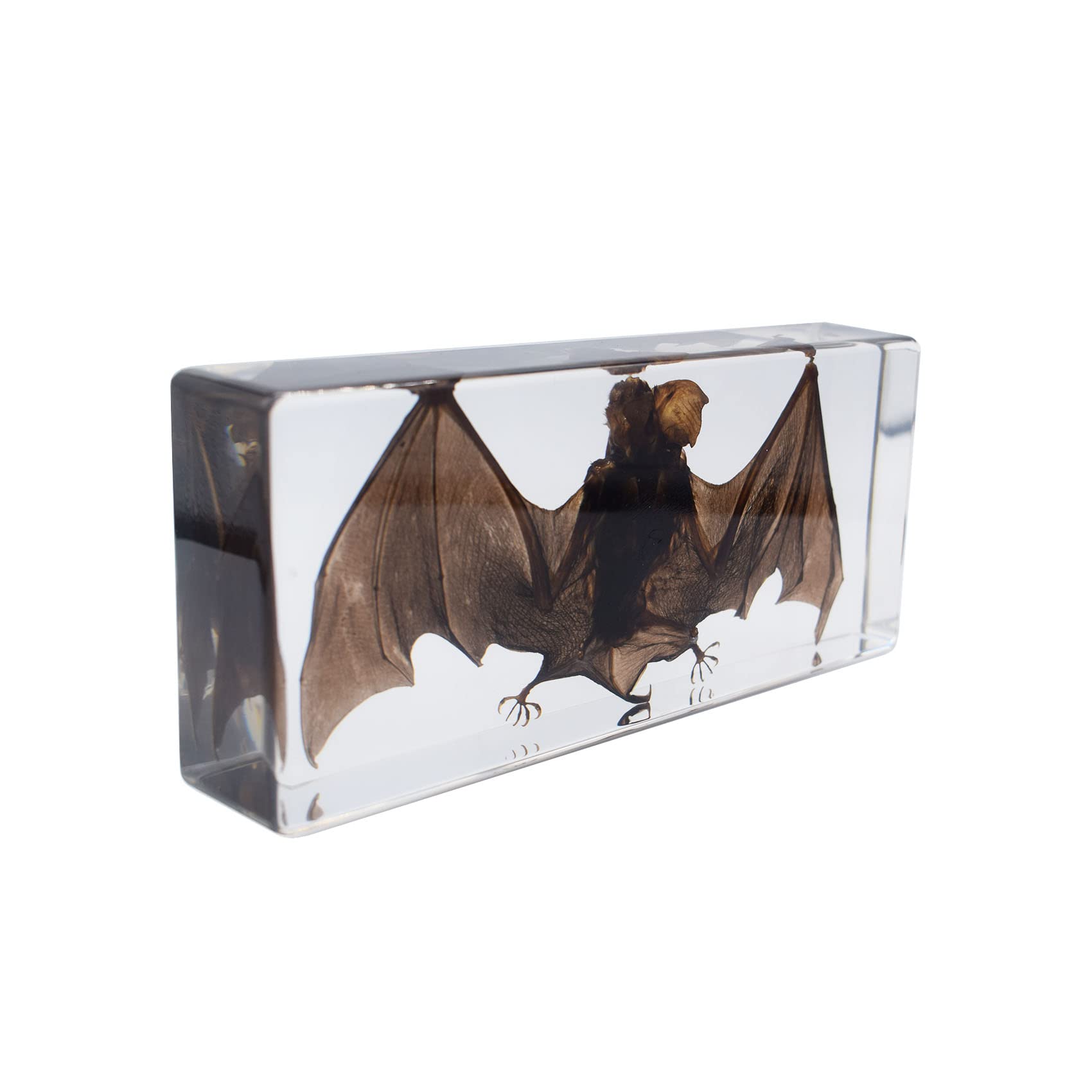 Large Taxidermy Real Bat Specimens Animal Specimen in Resin for Science Classroom Science Education XX-Large (7.9x3.6x1.6 Inch)