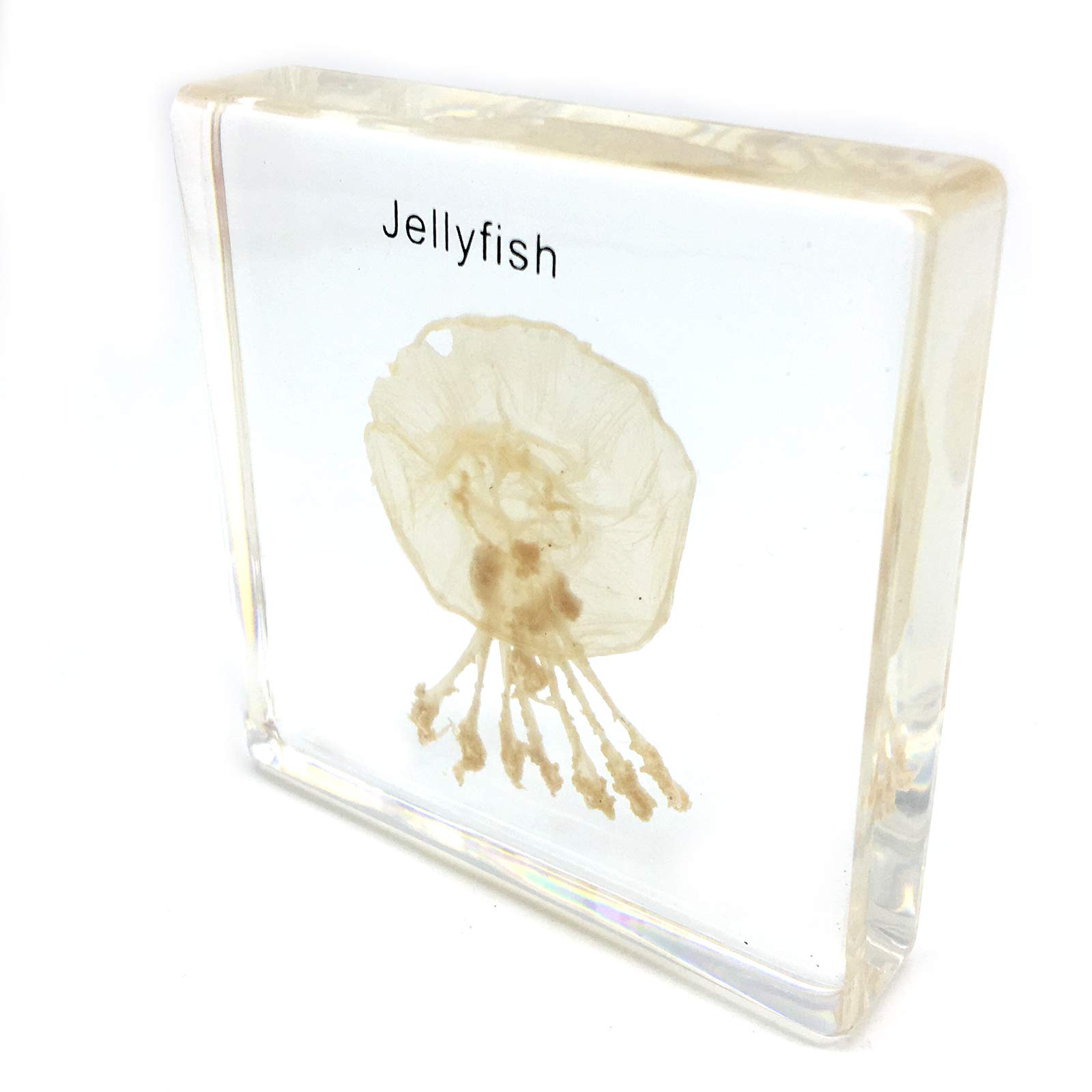Jellyfish Specimen in Acrylic Block Paperweights Science Classroom Specimens for Science Education(2.8x2.8x0.6 Inch)