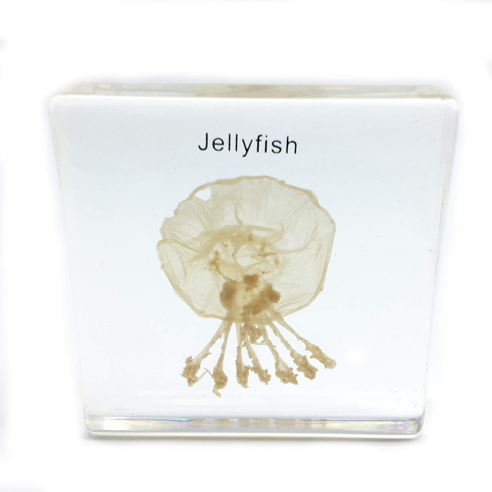 Jellyfish Specimen in Acrylic Block Paperweights Science Classroom Specimens for Science Education(2.8x2.8x0.6 Inch)