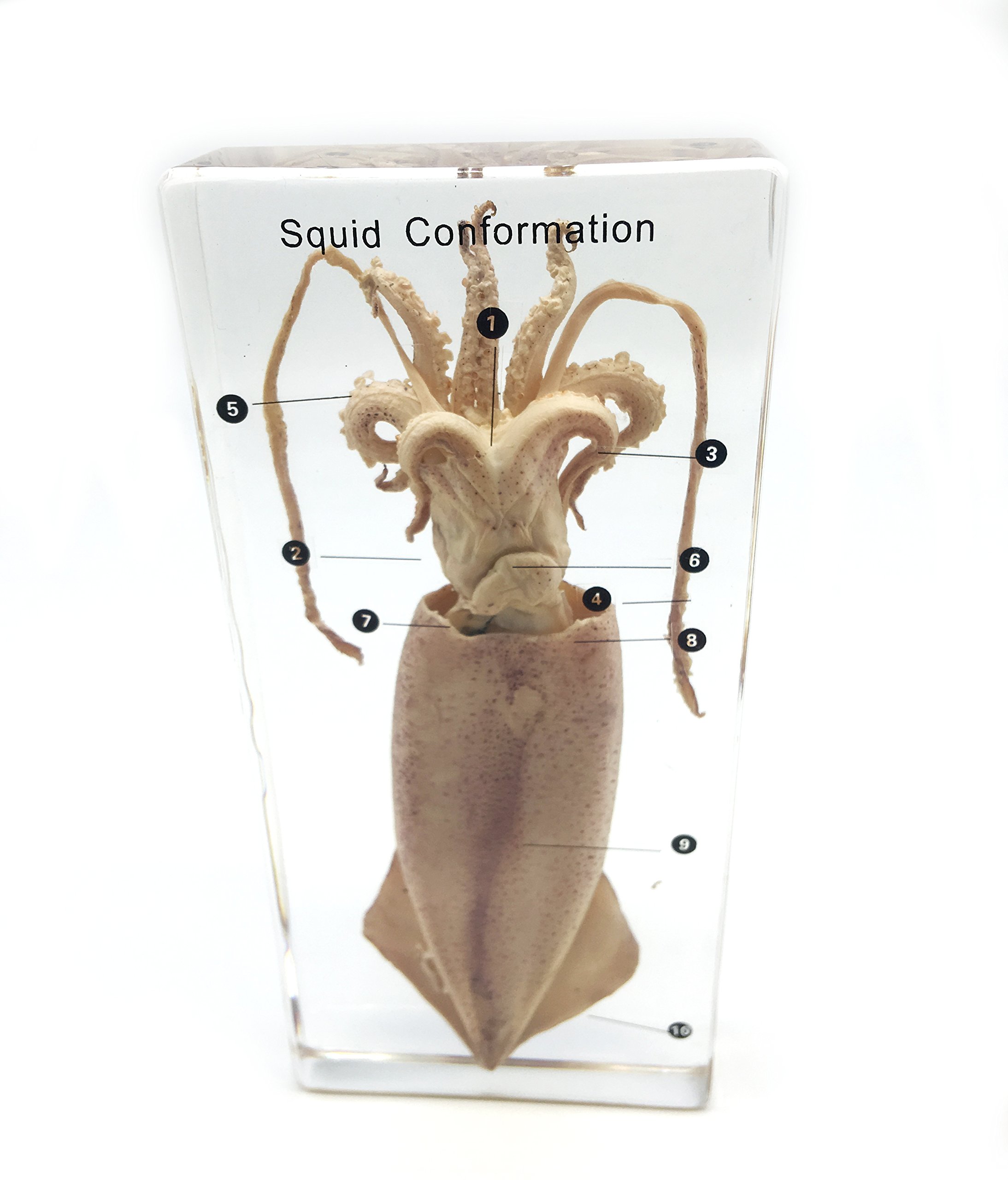 Squid Cuttlefish Conformation Specimen in Acrylic Block Paperweights Science Classroom Specimens for Science Education