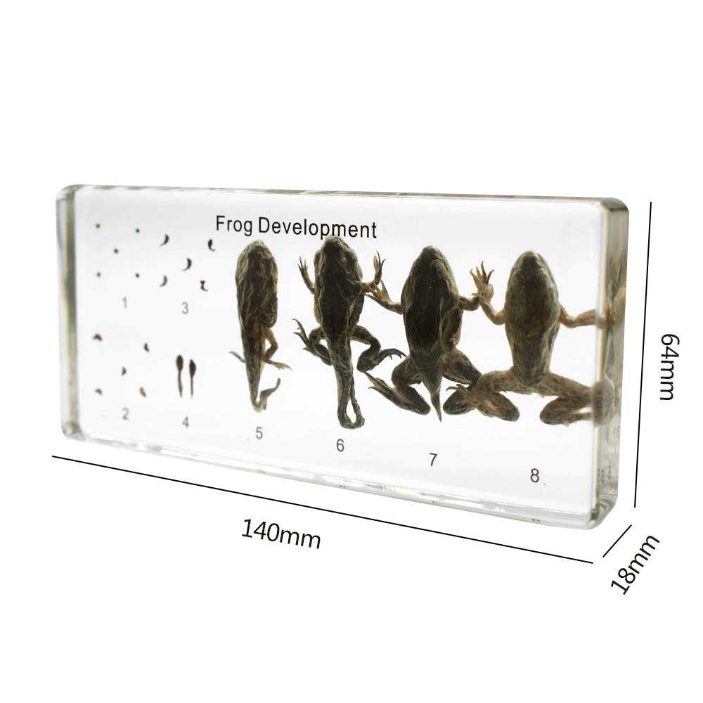 Lifecycle of a Frog Development Paperweight Specimens Paperweight Science Classroom Animal Specimen for Science Education