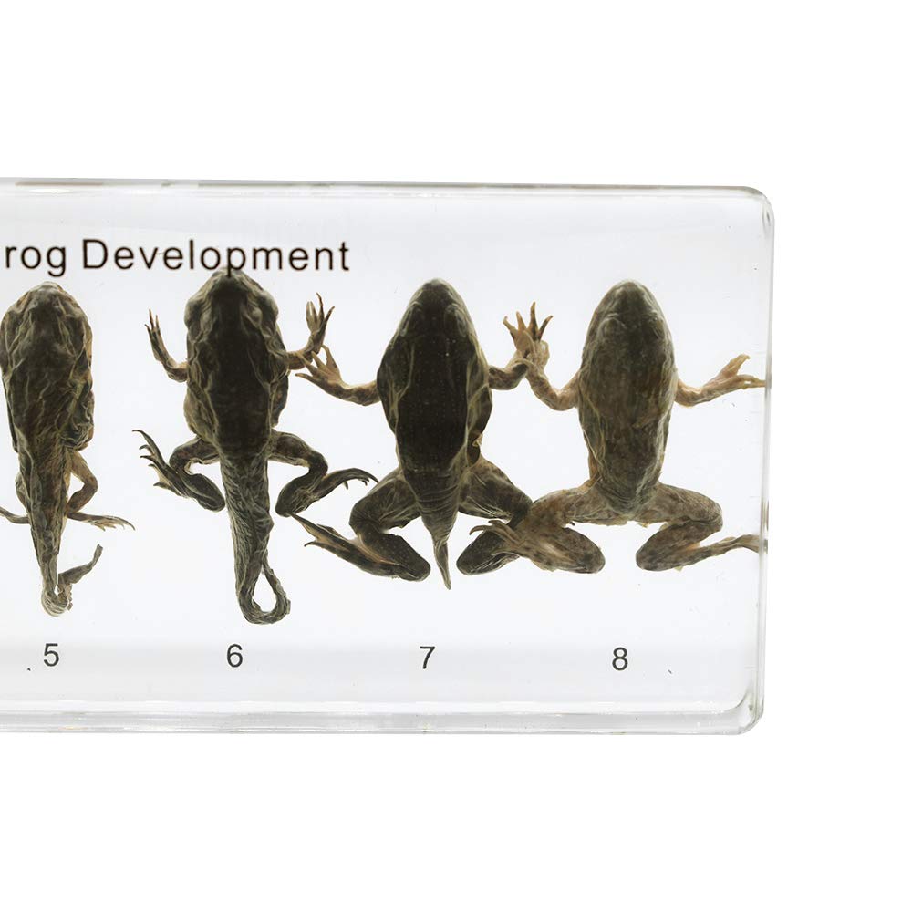 Lifecycle of a Frog Development Paperweight Specimens Paperweight Science Classroom Animal Specimen for Science Education