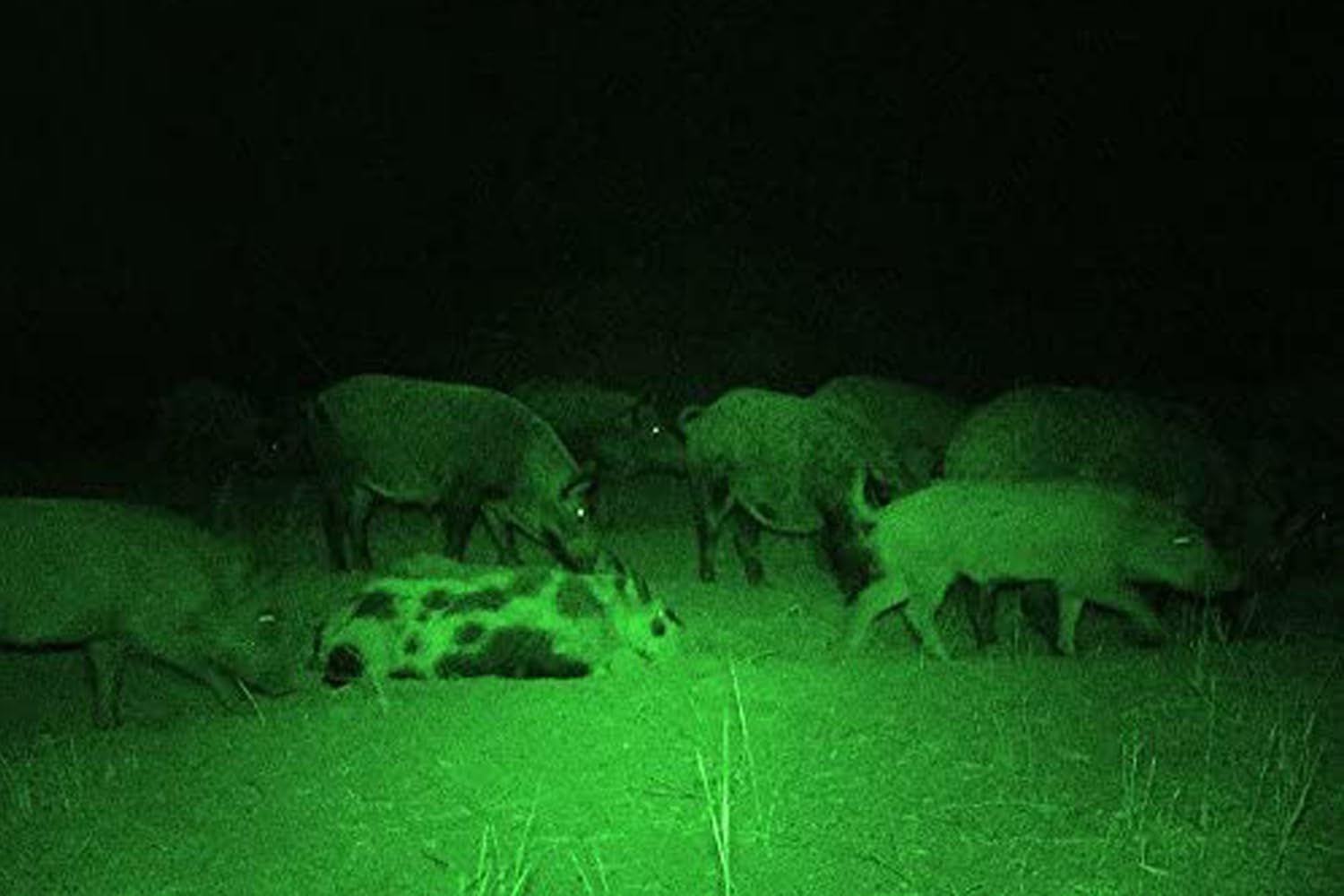 Ulako Single 1 Mode Zoomable LED 150 Yard Green Light Flashlight Torch for Fishing Hunting Detector