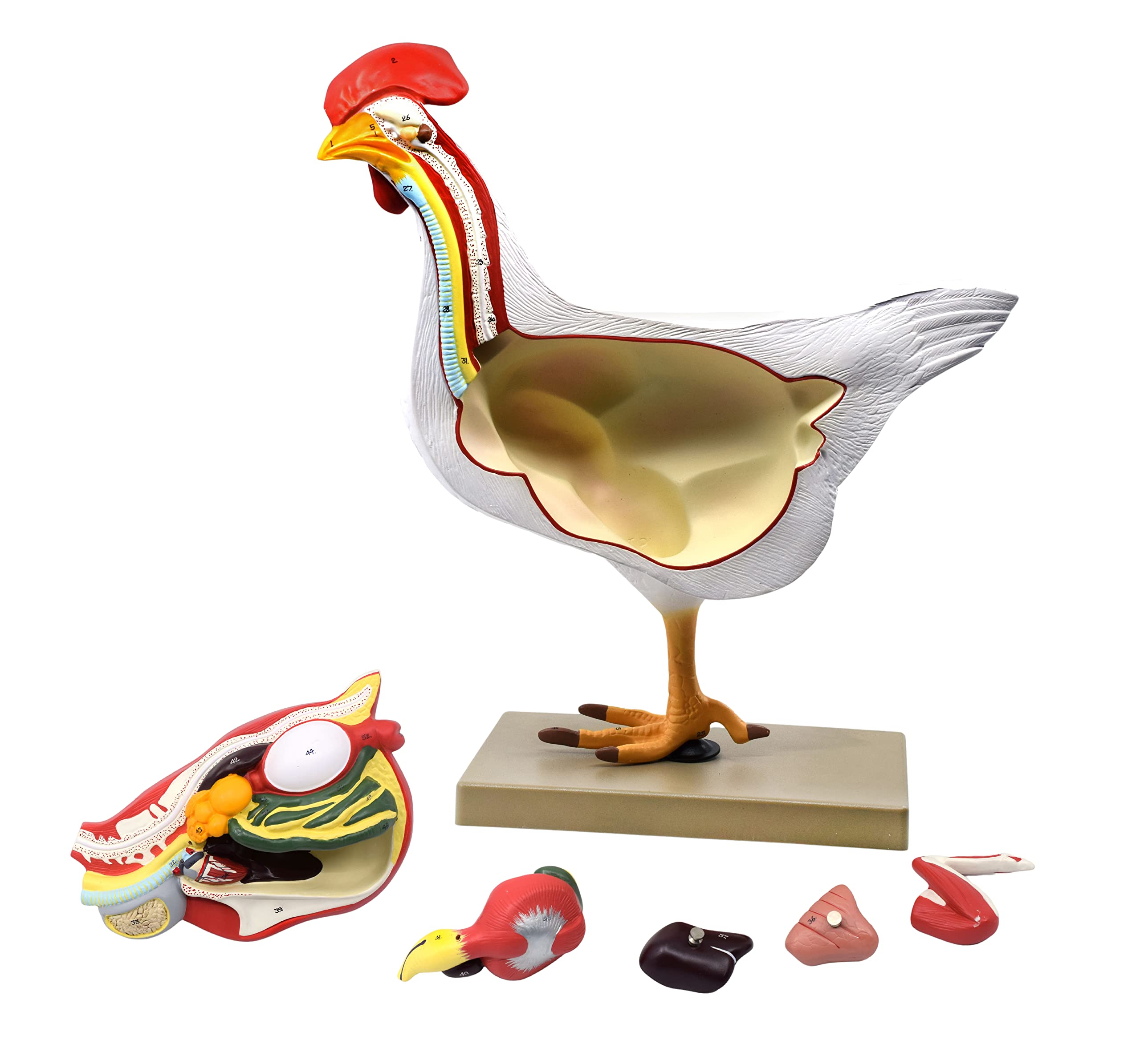Chicken Hen Anatomy Model, 6 Parts - Life Size Cross Section - Hand Painted - Designed by Veterinary Professionals - Eisco Labs