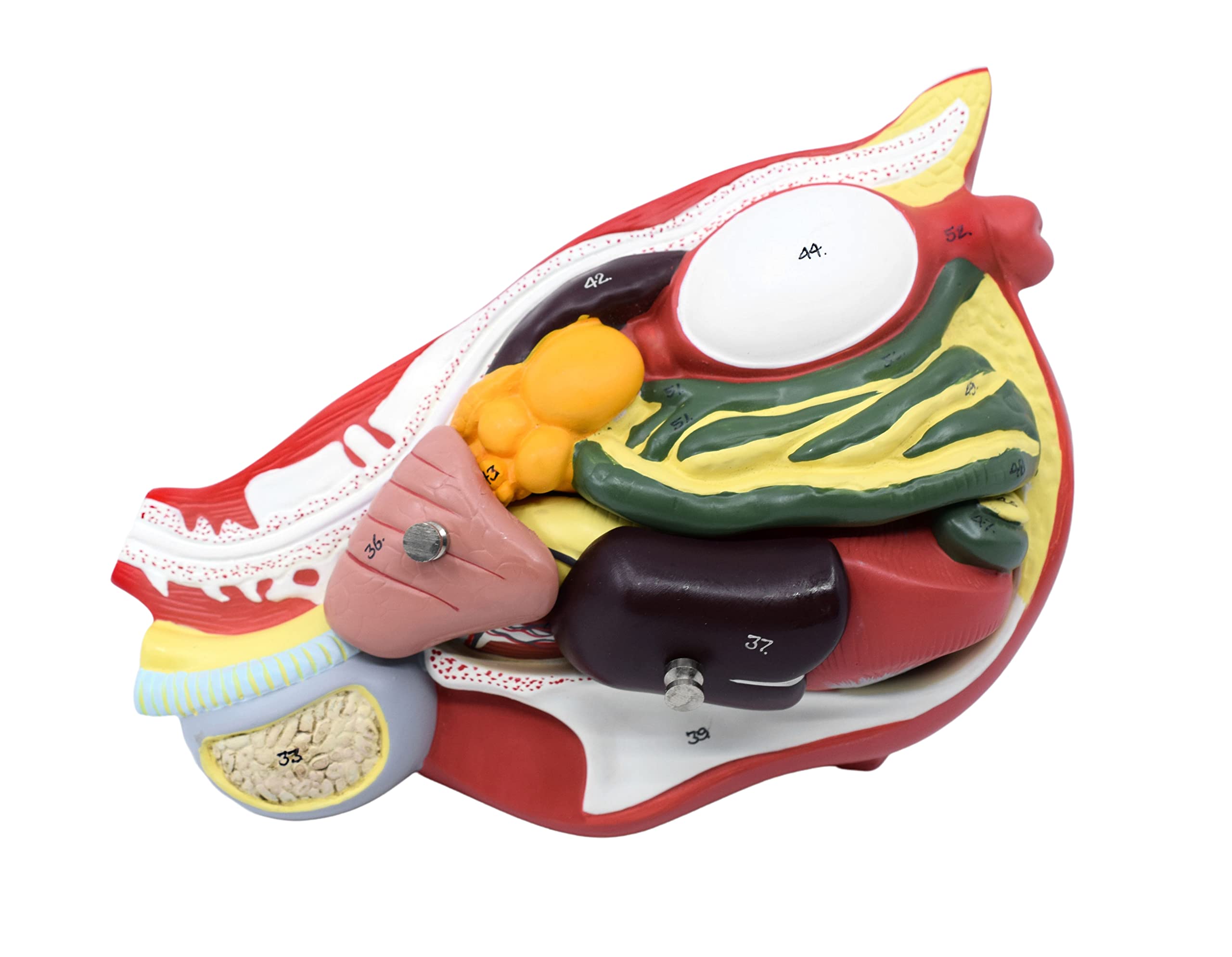 Chicken Hen Anatomy Model, 6 Parts - Life Size Cross Section - Hand Painted - Designed by Veterinary Professionals - Eisco Labs