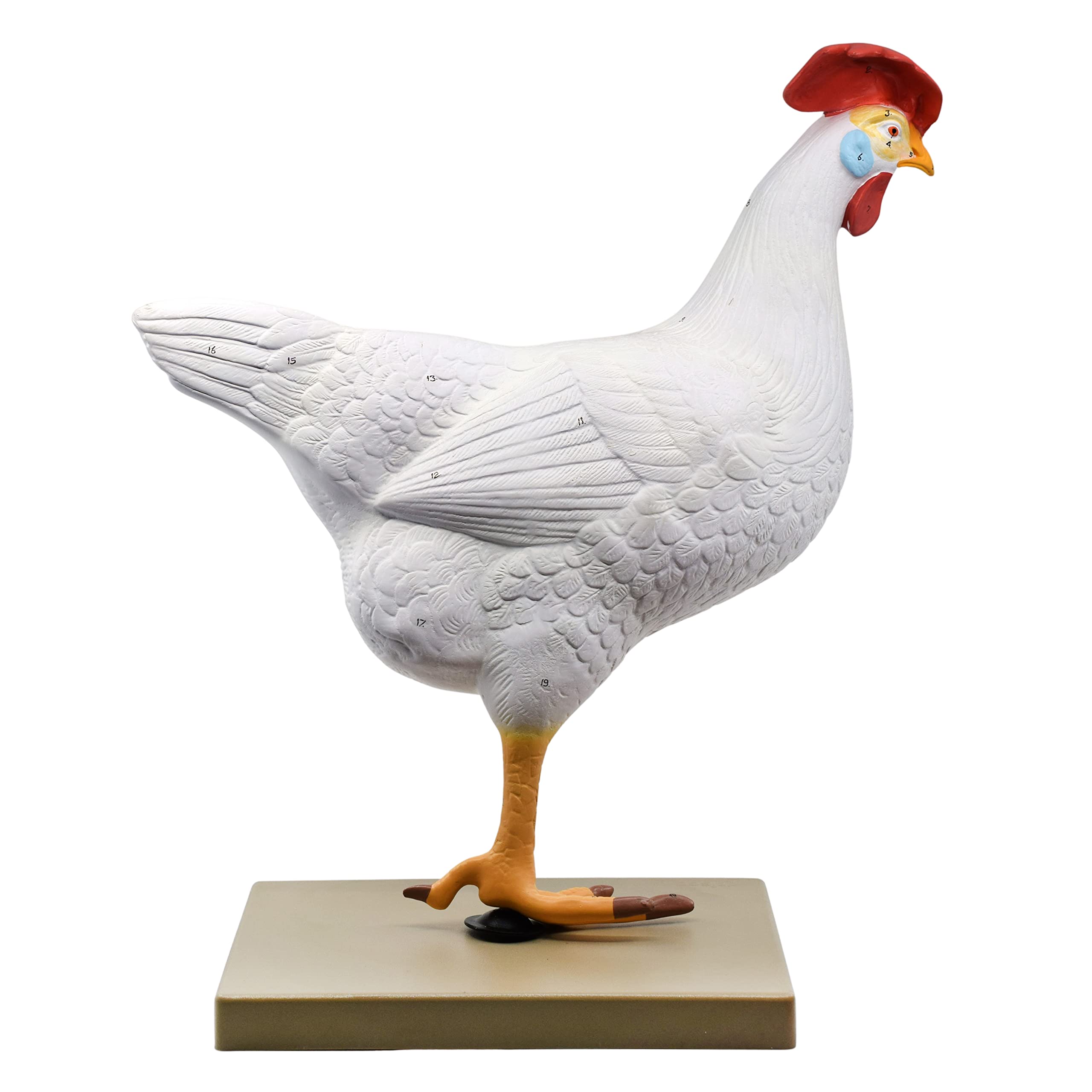 Chicken Hen Anatomy Model, 6 Parts - Life Size Cross Section - Hand Painted - Designed by Veterinary Professionals - Eisco Labs