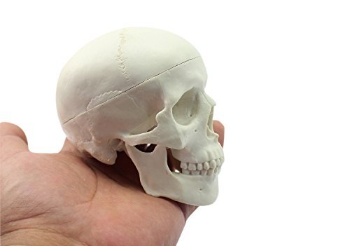 Doc.Royal Education Mini Skull Human Medical Anatomical Head Bone Skull Bone Model