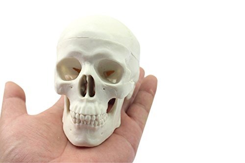 Doc.Royal Education Mini Skull Human Medical Anatomical Head Bone Skull Bone Model