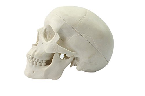 Doc.Royal Education Mini Skull Human Medical Anatomical Head Bone Skull Bone Model