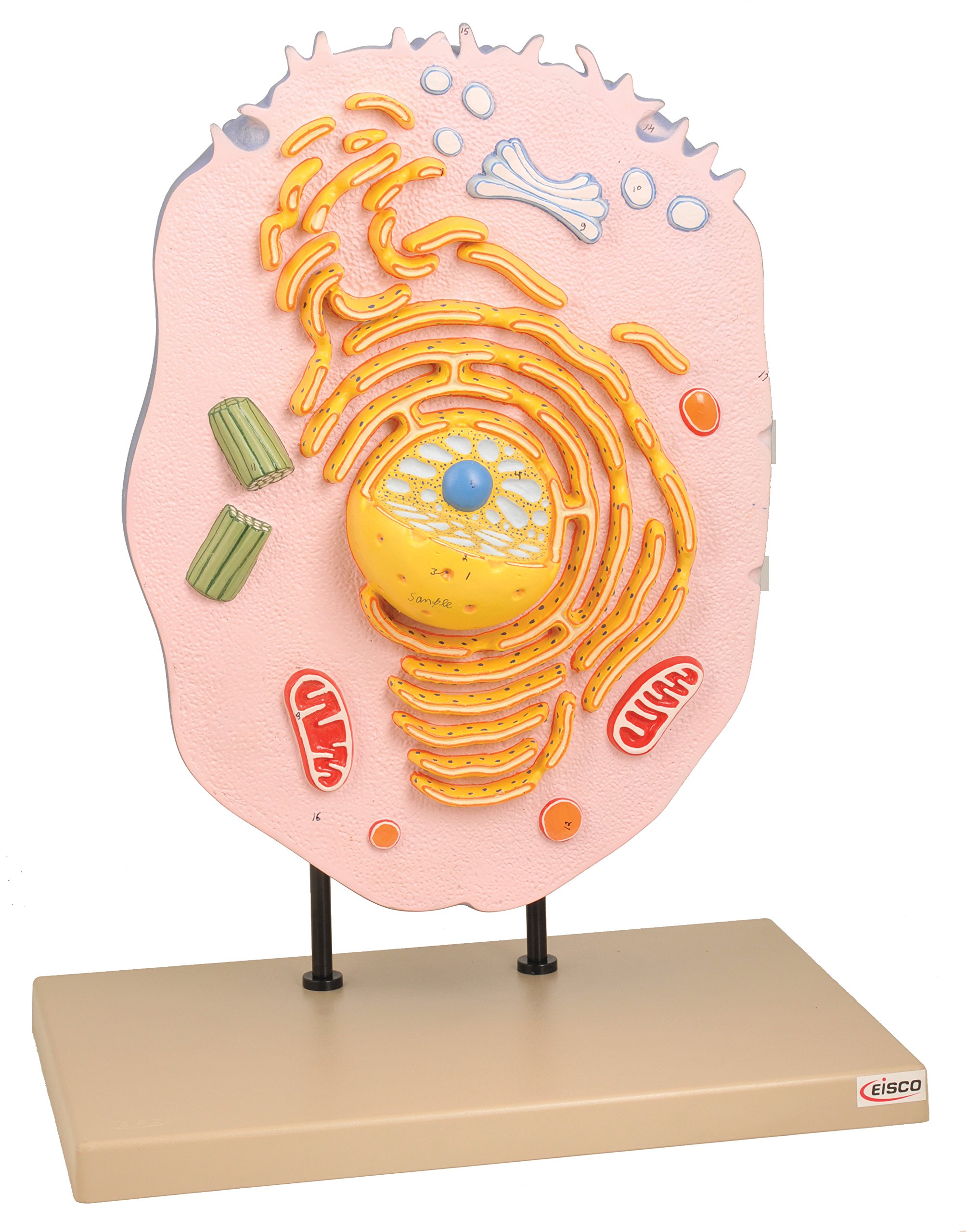 EISCO Plastic Animal Cell Electron Microscopic Structure, 3D Model