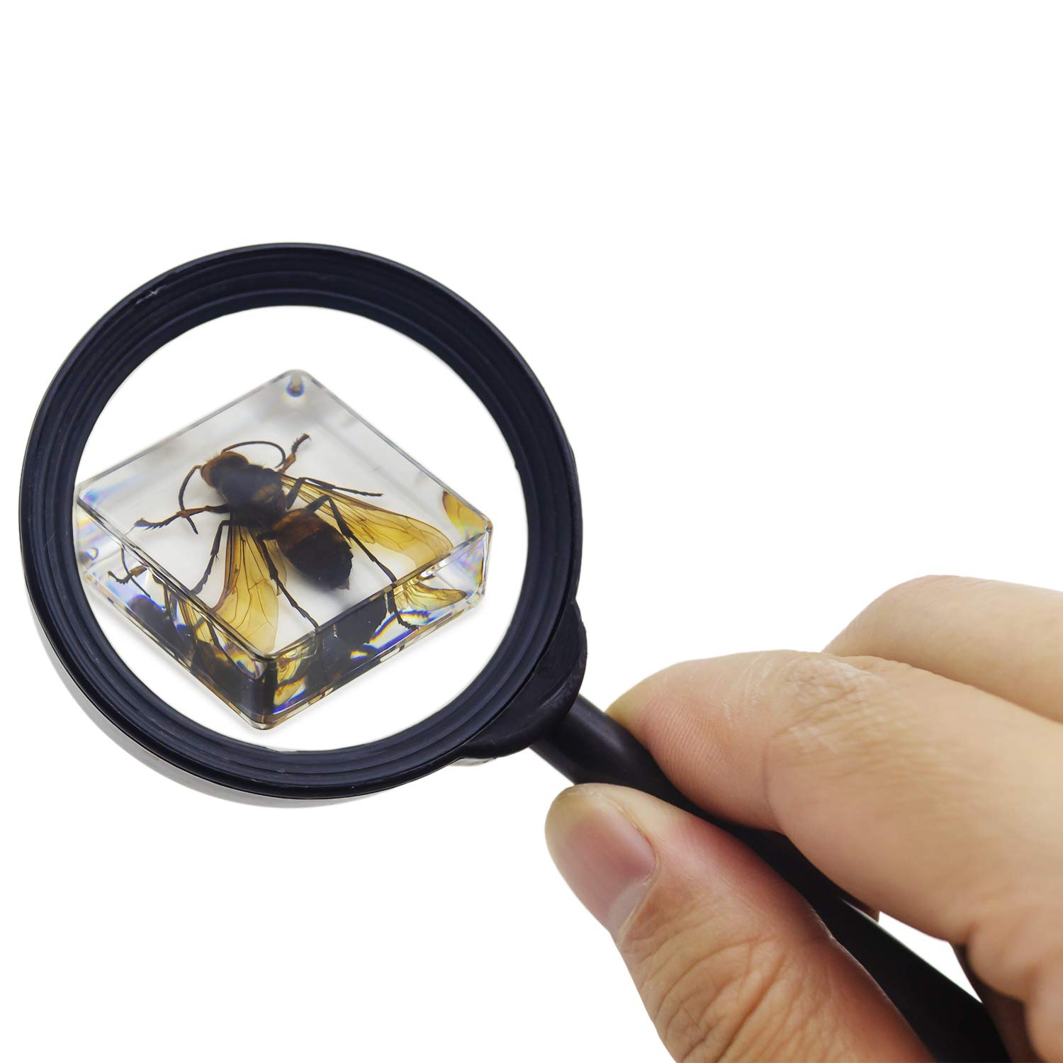 6 PCS Insect Specimen Set,Cicada,Wasp,Spider,Scorpion,Locust,Chafer Resin Collection Science Toys