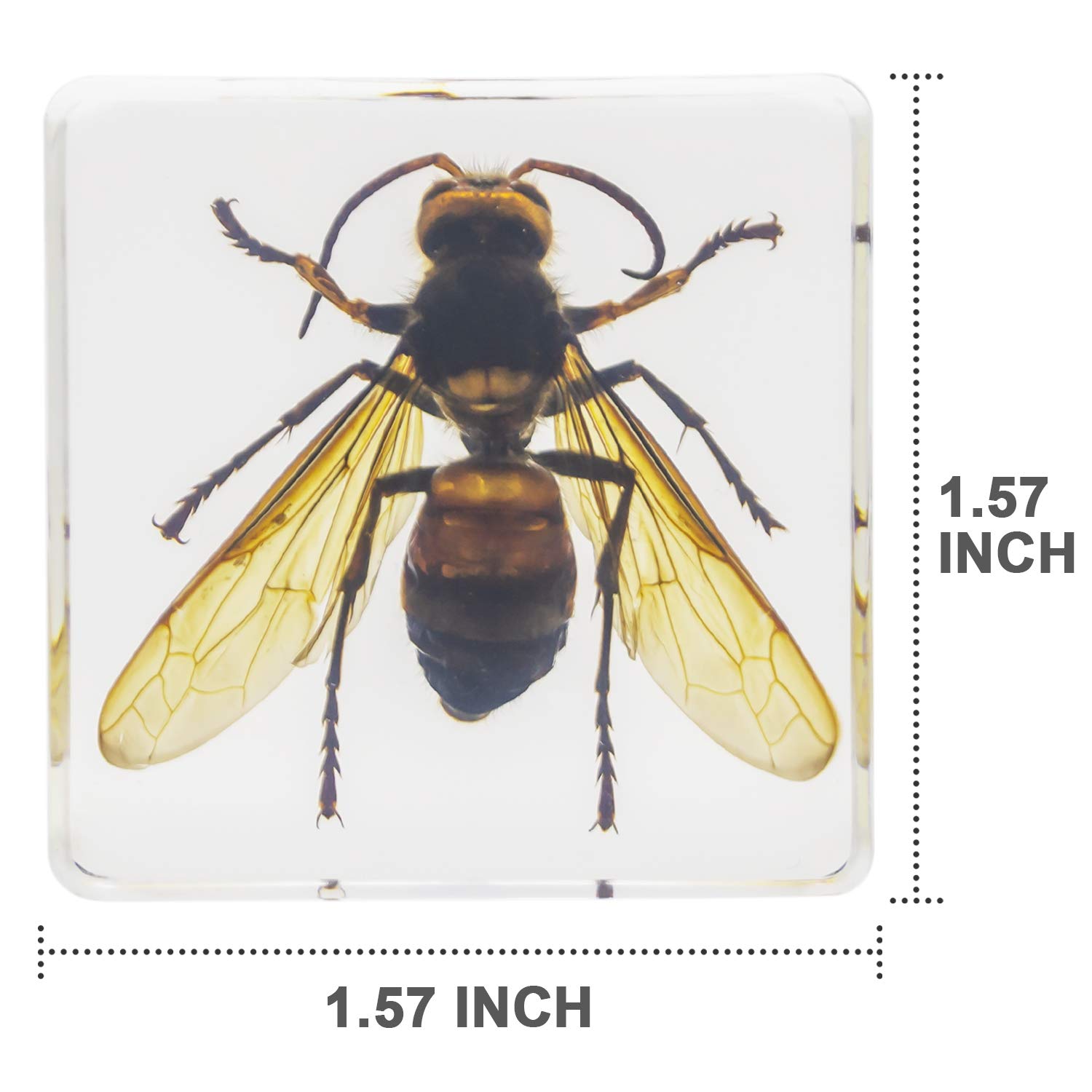 6 PCS Insect Specimen Set,Cicada,Wasp,Spider,Scorpion,Locust,Chafer Resin Collection Science Toys