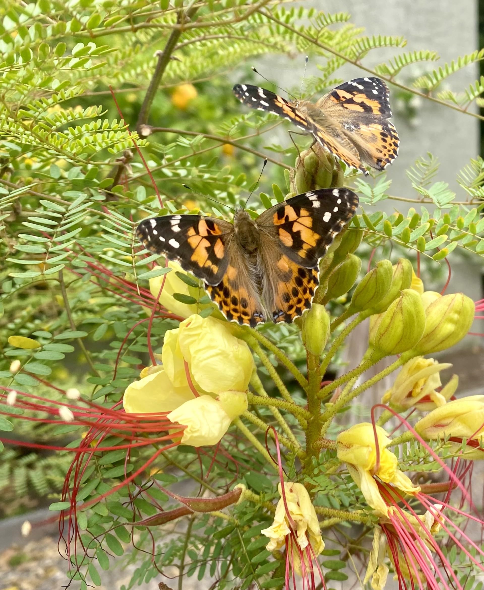 Insect Lore Butterfly Pavilion: Pavilion Habitat and Two Live Cups of Caterpillars with STEM Butterfly Journal โ Life Science & STEM Education โ Butterfly Kit