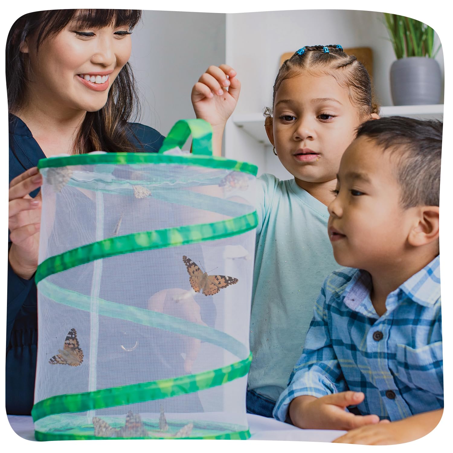 Insect Lore - Butterfly Growing Kit - With Voucher to Redeem Caterpillars Later