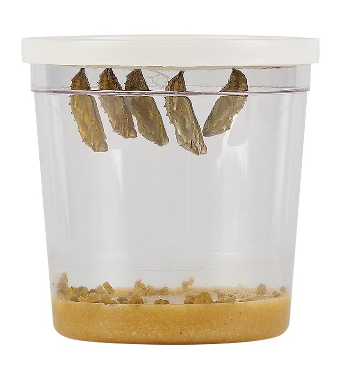 Insect Lore - Butterfly Growing Kit - With Voucher to Redeem Caterpillars Later