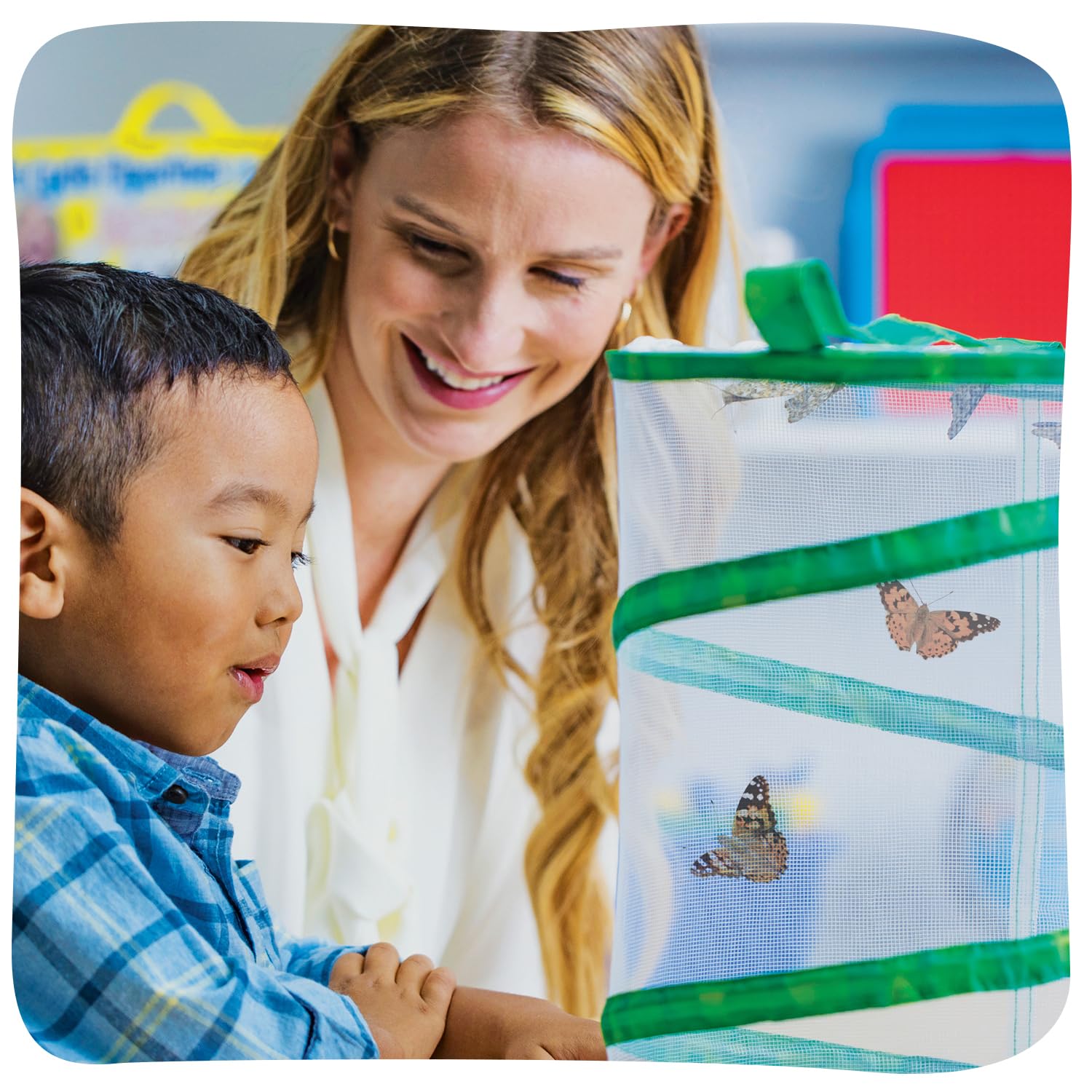 Insect Lore - Butterfly Growing Kit - With Voucher to Redeem Caterpillars Later