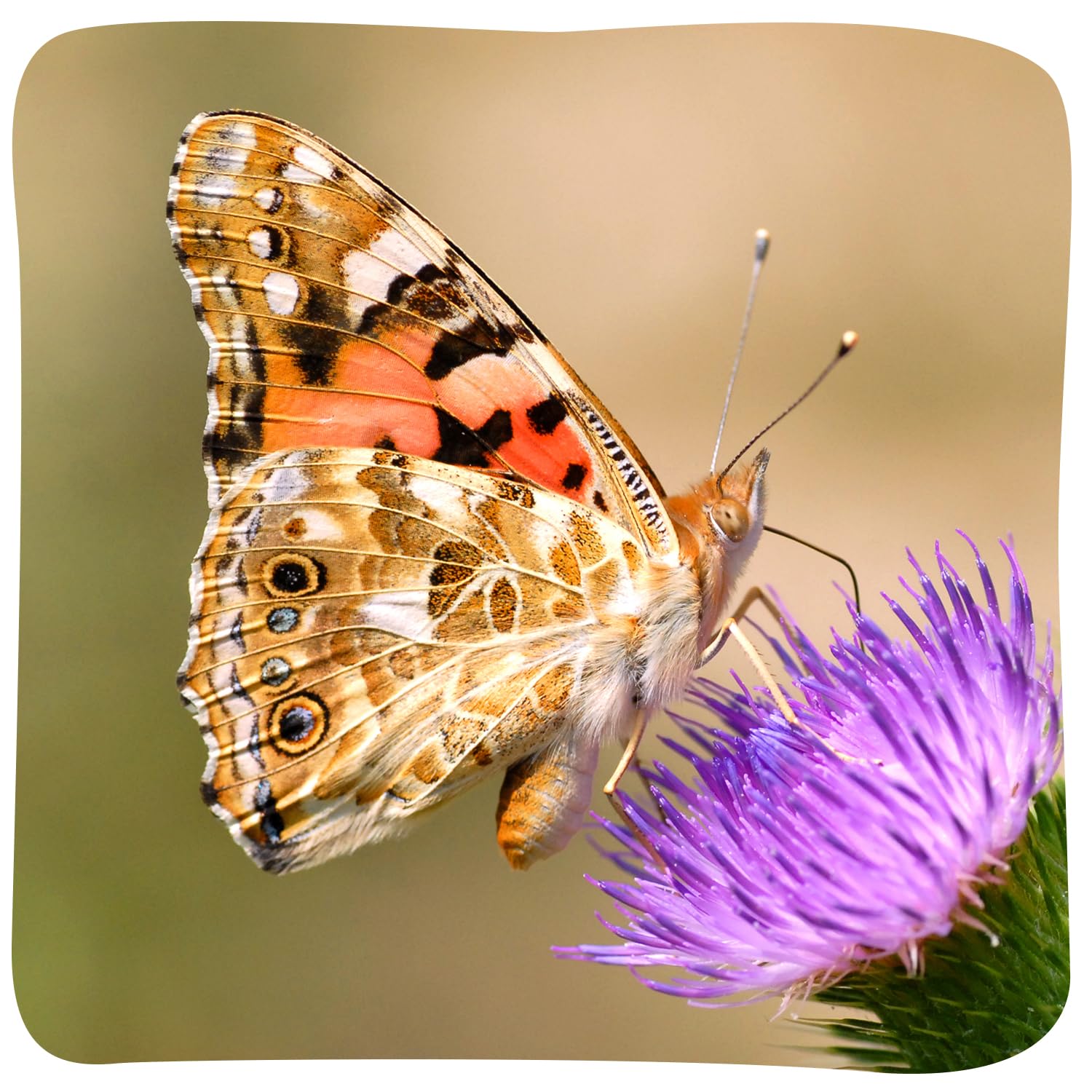 Insect Lore - Butterfly Growing Kit - With Voucher to Redeem Caterpillars Later
