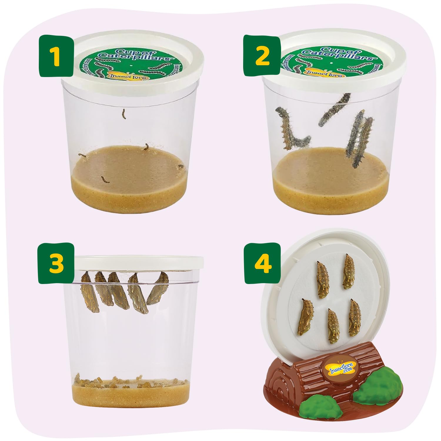 Insect Lore - Butterfly Growing Kit - With Voucher to Redeem Caterpillars Later