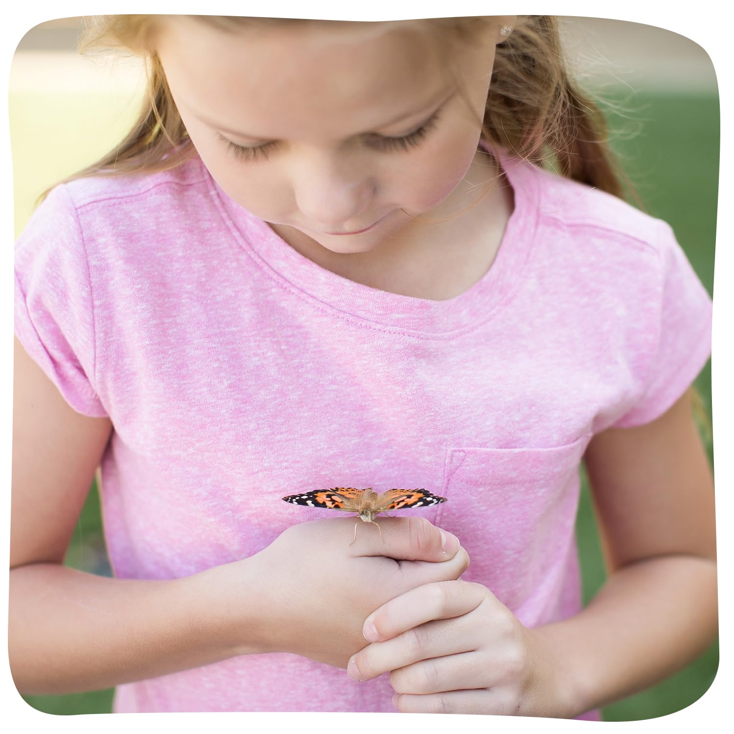 Insect Lore - Butterfly Growing Kit - With Voucher to Redeem Caterpillars Later