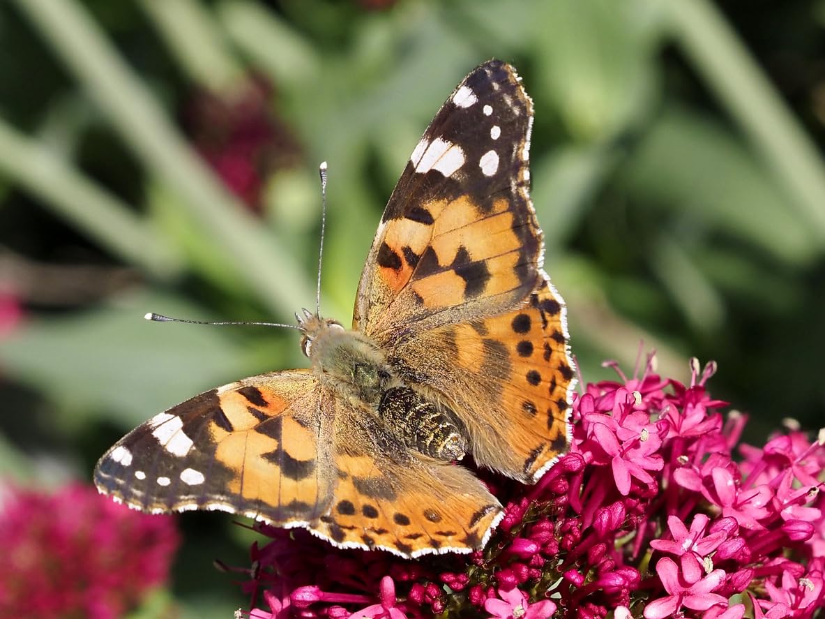 Insect Lore - Butterfly Growing Kit - With Voucher to Redeem Caterpillars Later