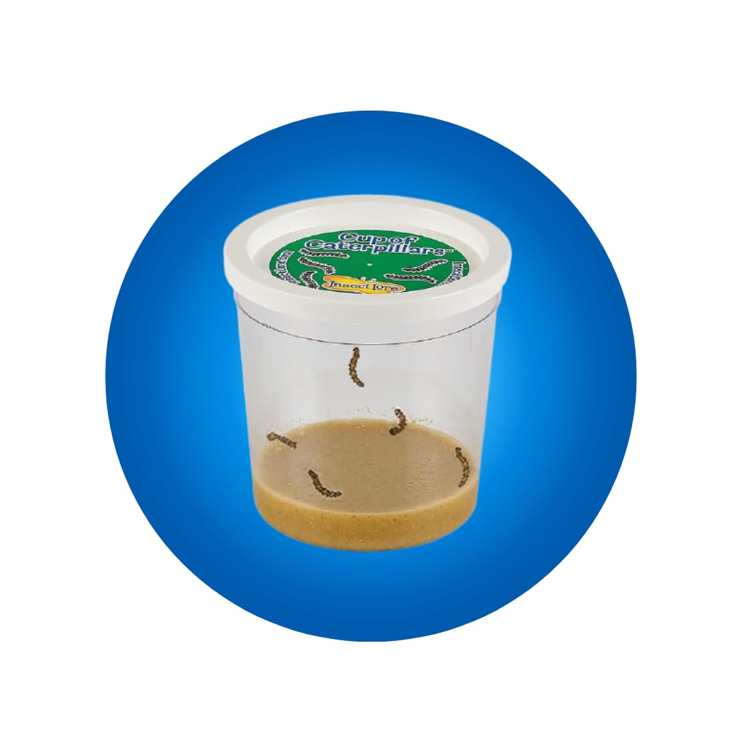 Insect Lore - Butterfly Growing Kit - With Voucher to Redeem Caterpillars Later