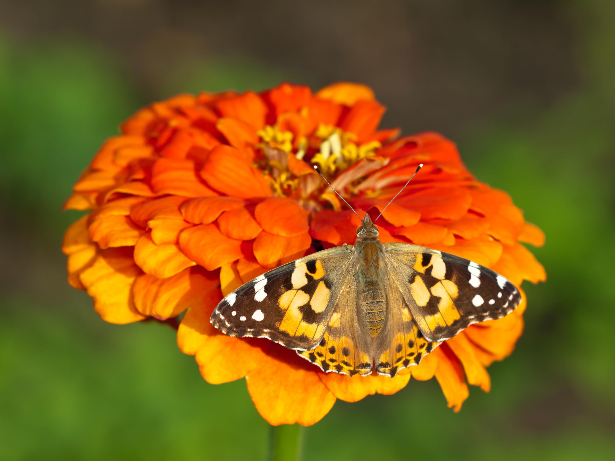 Insect Lore - Butterfly Growing Kit - With Voucher to Redeem Caterpillars Later