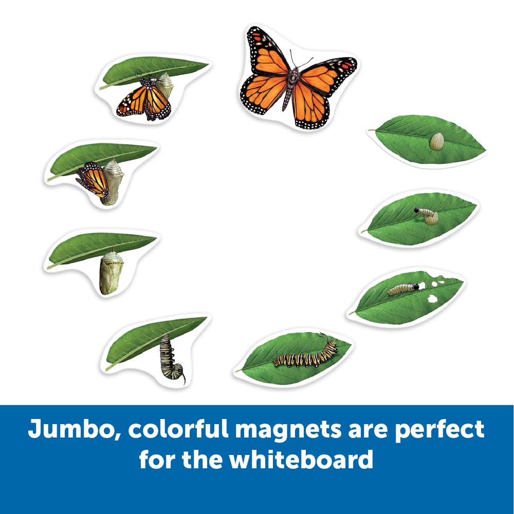 Learning Resources Butterfly Life Cycle, 9 Write and Wipe Pieces, Classroom Accessories, Teaching Aids, Ages 5+
