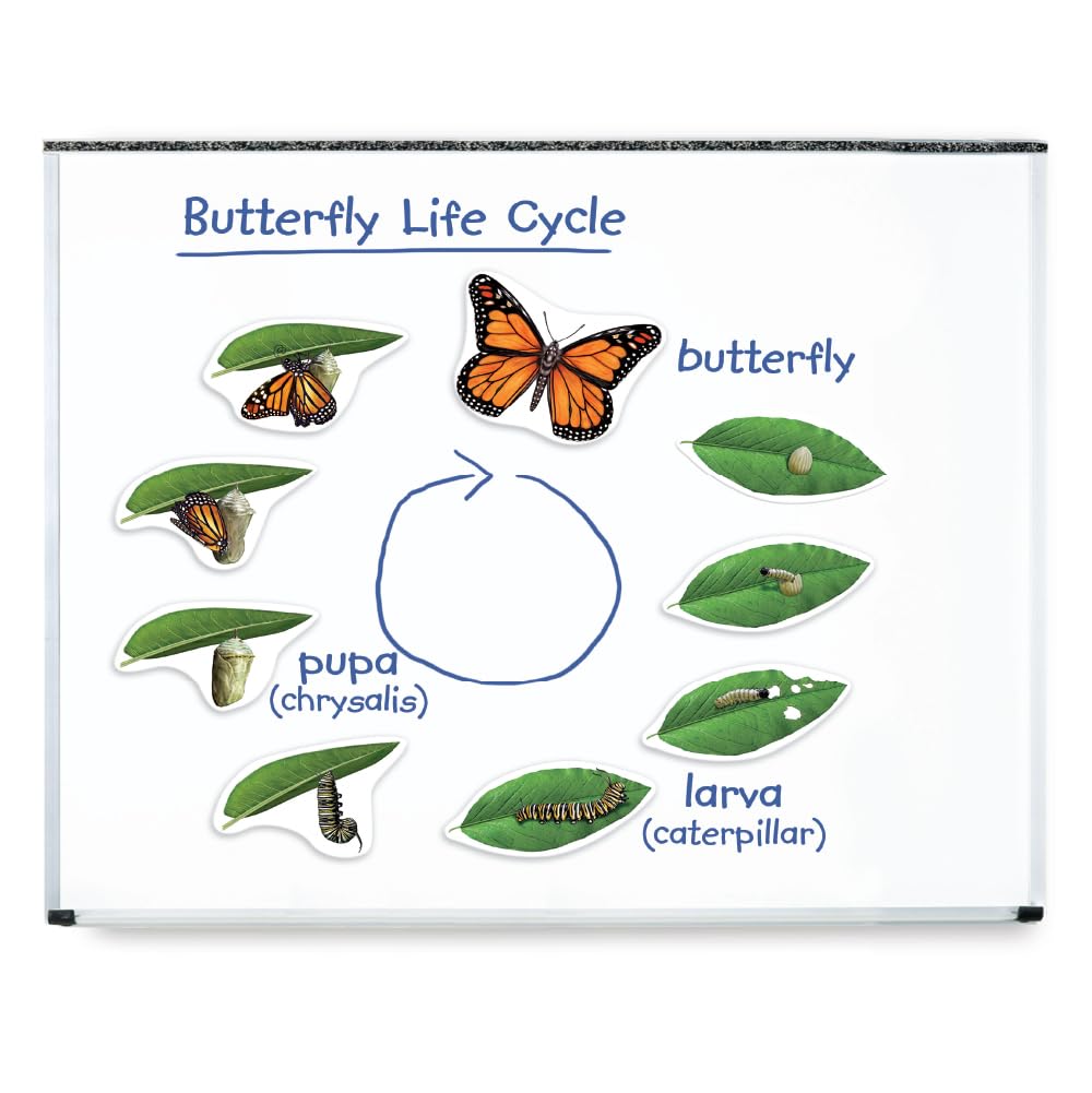 Learning Resources Butterfly Life Cycle, 9 Write and Wipe Pieces, Classroom Accessories, Teaching Aids, Ages 5+