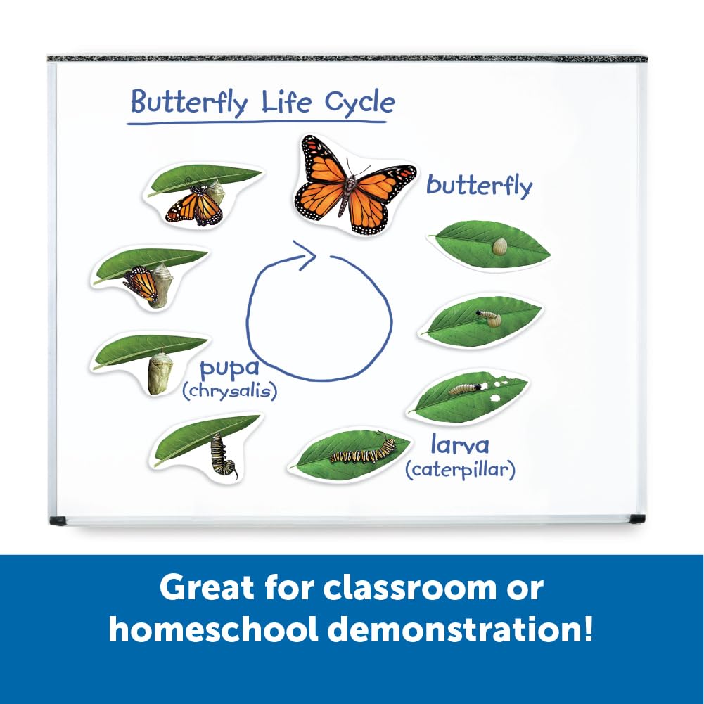Learning Resources Butterfly Life Cycle, 9 Write and Wipe Pieces, Classroom Accessories, Teaching Aids, Ages 5+