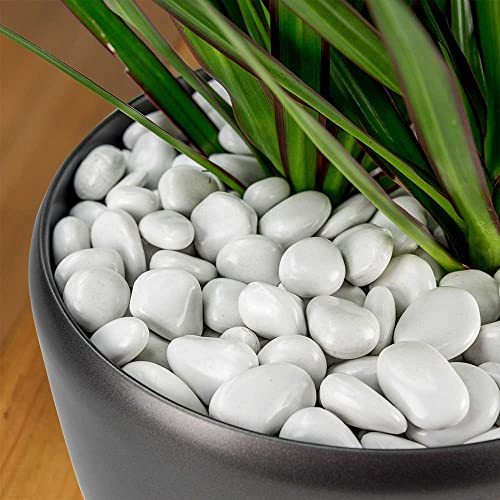 PolyPebbles Polished Composite Decorative Stones | Triple The Coverage of Natural Stone | 100% Recycled Materials + Nature Friendly | Won't Fade or Crack | Small (.5" - 1") Size | 2.4 Lbs Light Grey