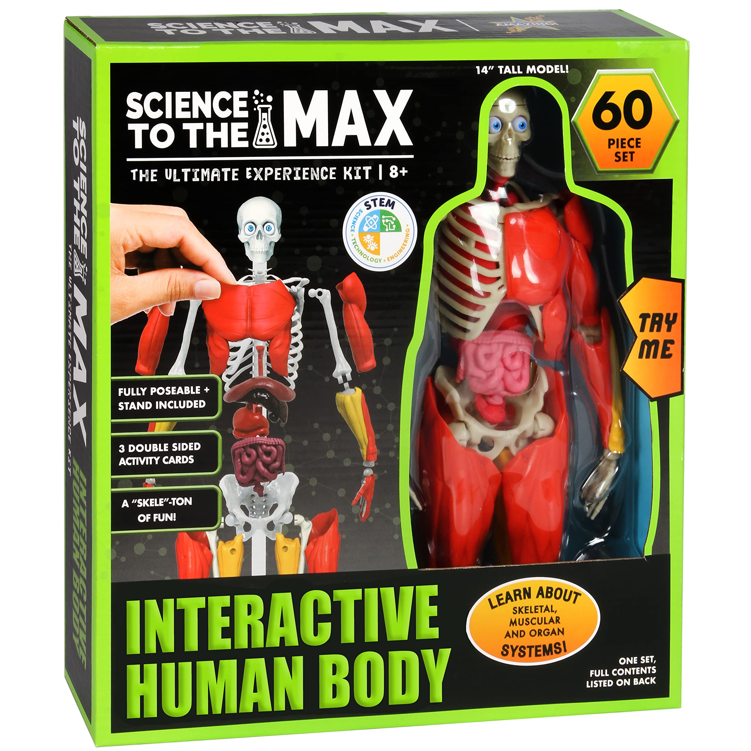 Be Amazing! Toys Interactive Human Body - 60 Piece Fully Poseable Anatomy Figure β 14β Tall Model - Anatomy Kit β Removable Muscles, Organs,Bones STEM Toy β Ages 8+