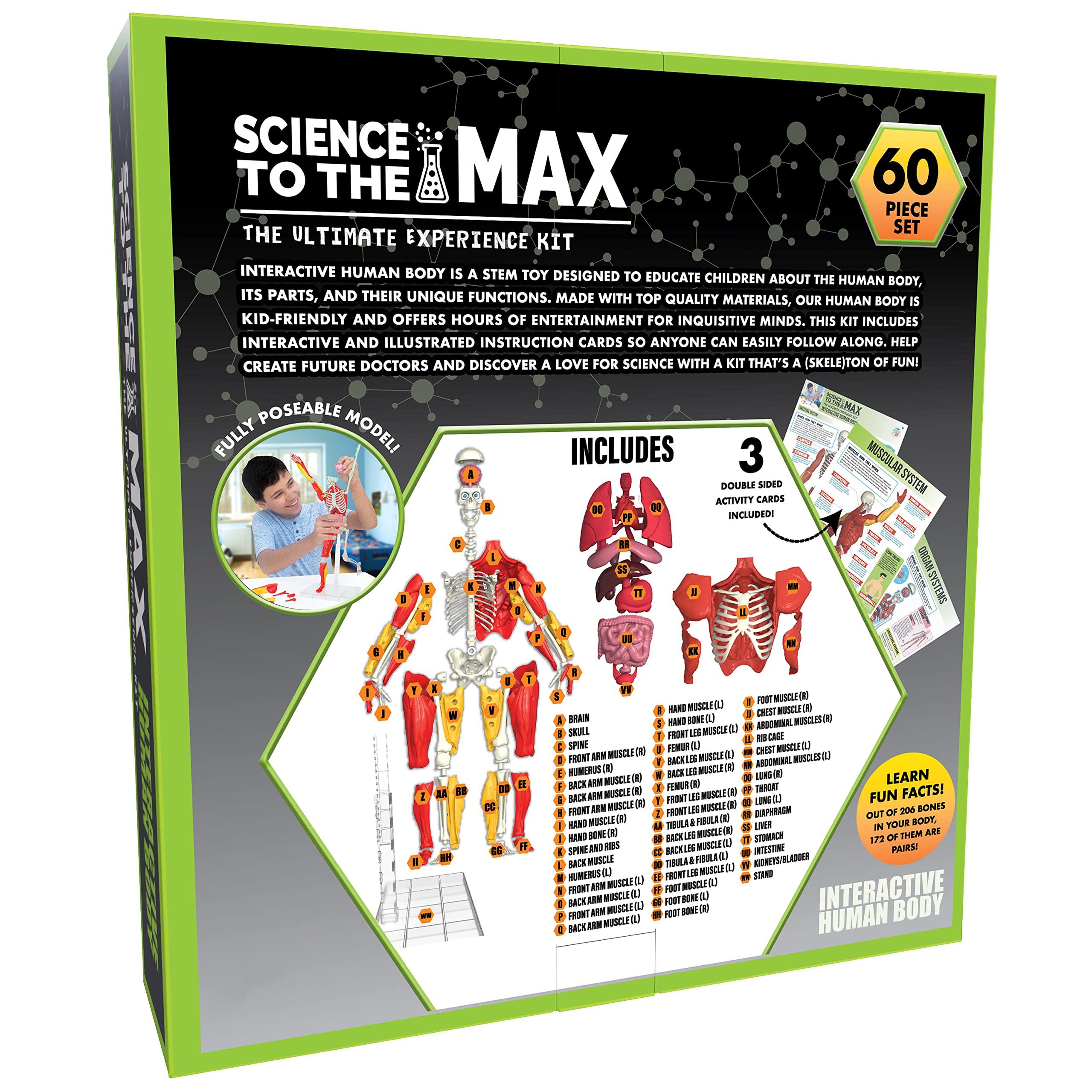 Be Amazing! Toys Interactive Human Body - 60 Piece Fully Poseable Anatomy Figure β 14β Tall Model - Anatomy Kit β Removable Muscles, Organs,Bones STEM Toy β Ages 8+