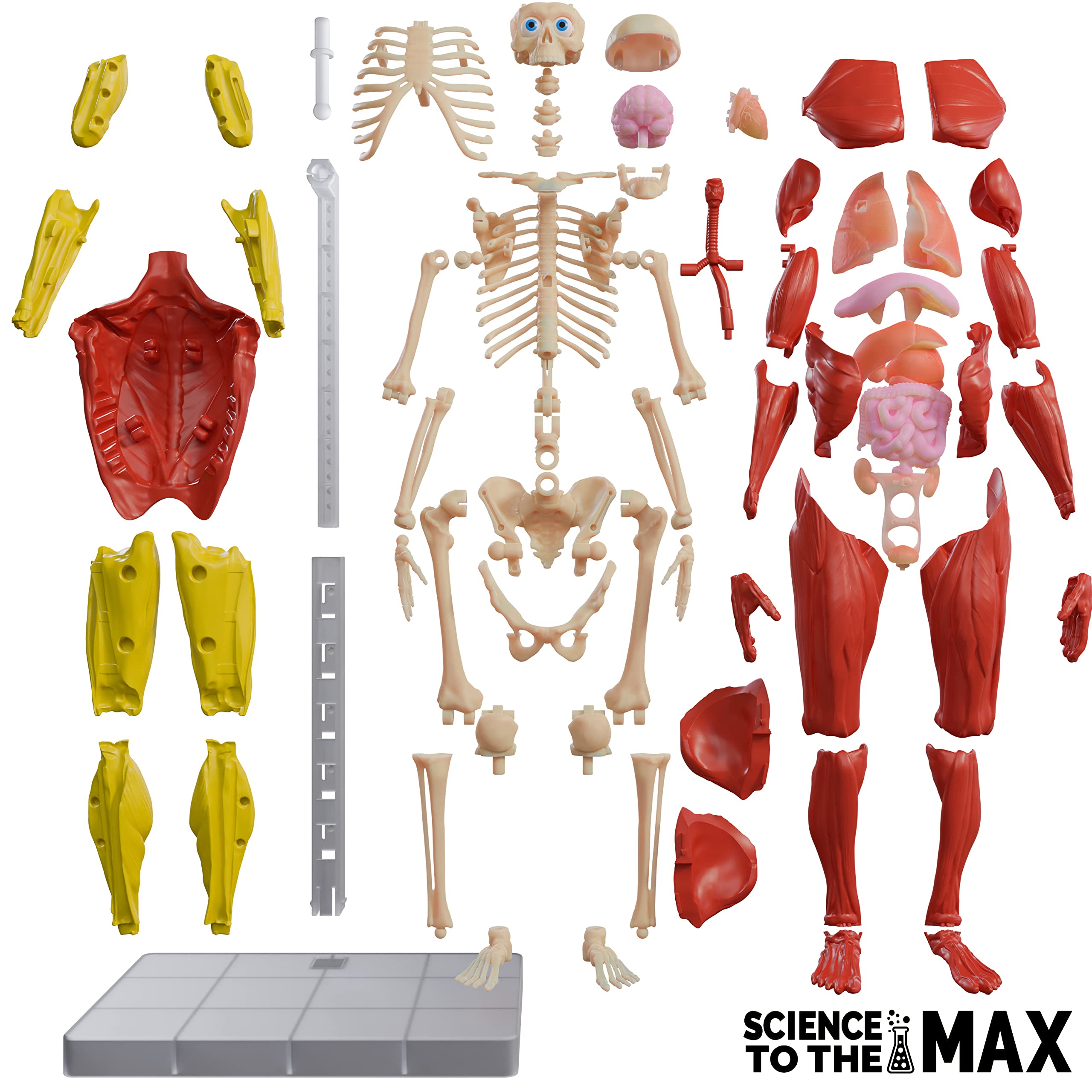 Be Amazing! Toys Interactive Human Body - 60 Piece Fully Poseable Anatomy Figure β 14β Tall Model - Anatomy Kit β Removable Muscles, Organs,Bones STEM Toy β Ages 8+