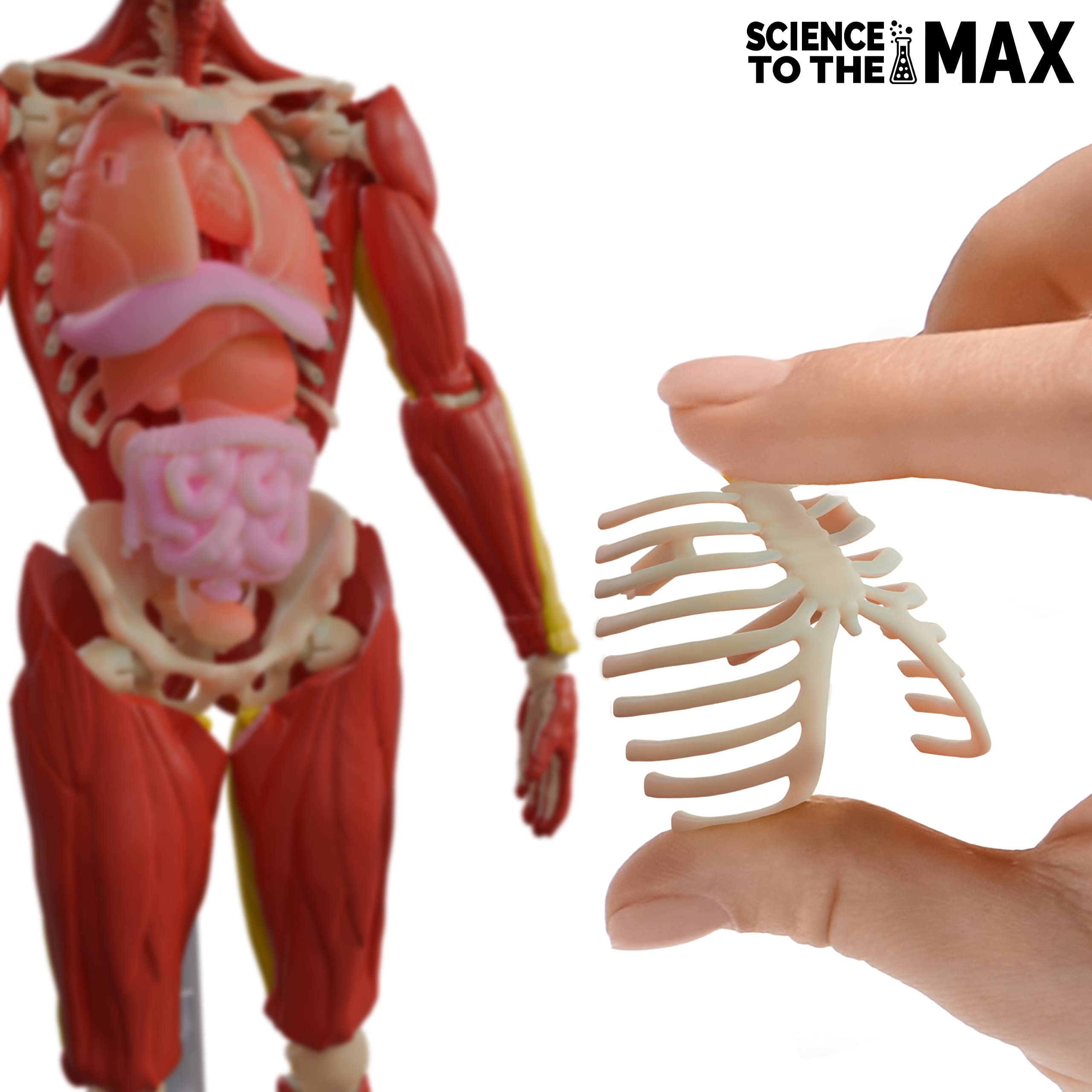 Be Amazing! Toys Interactive Human Body - 60 Piece Fully Poseable Anatomy Figure β 14β Tall Model - Anatomy Kit β Removable Muscles, Organs,Bones STEM Toy β Ages 8+