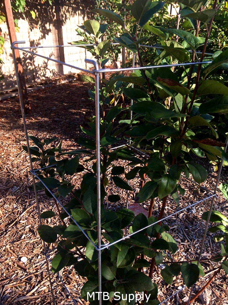 Galvanized Square Folding Tomato Cage Plant Support Stake Tower 12 inch by 46 inch, Pack of 2 Sets