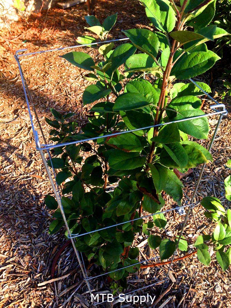 Galvanized Square Folding Tomato Cage Plant Support Stake Tower 12 inch by 46 inch, Pack of 2 Sets