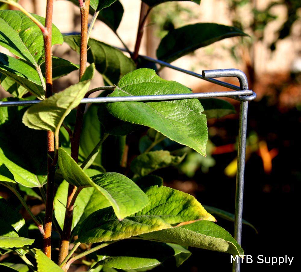 Galvanized Square Folding Tomato Cage Plant Support Stake Tower 12 inch by 46 inch, Pack of 2 Sets