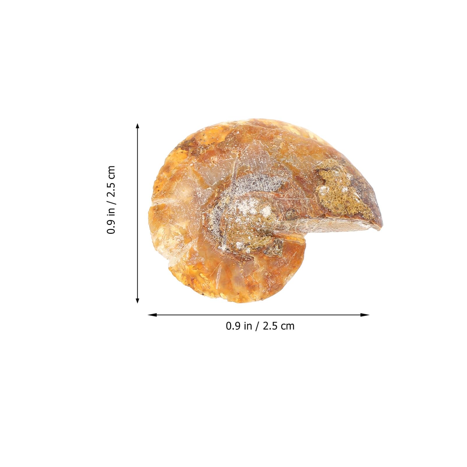 iplusmile 2pcs Animal Fossil Collection Paleontology Fossil Sample Science Specimen Snails Ammonite Fossil Ornaments for Biological Science Educational Teaching Props
