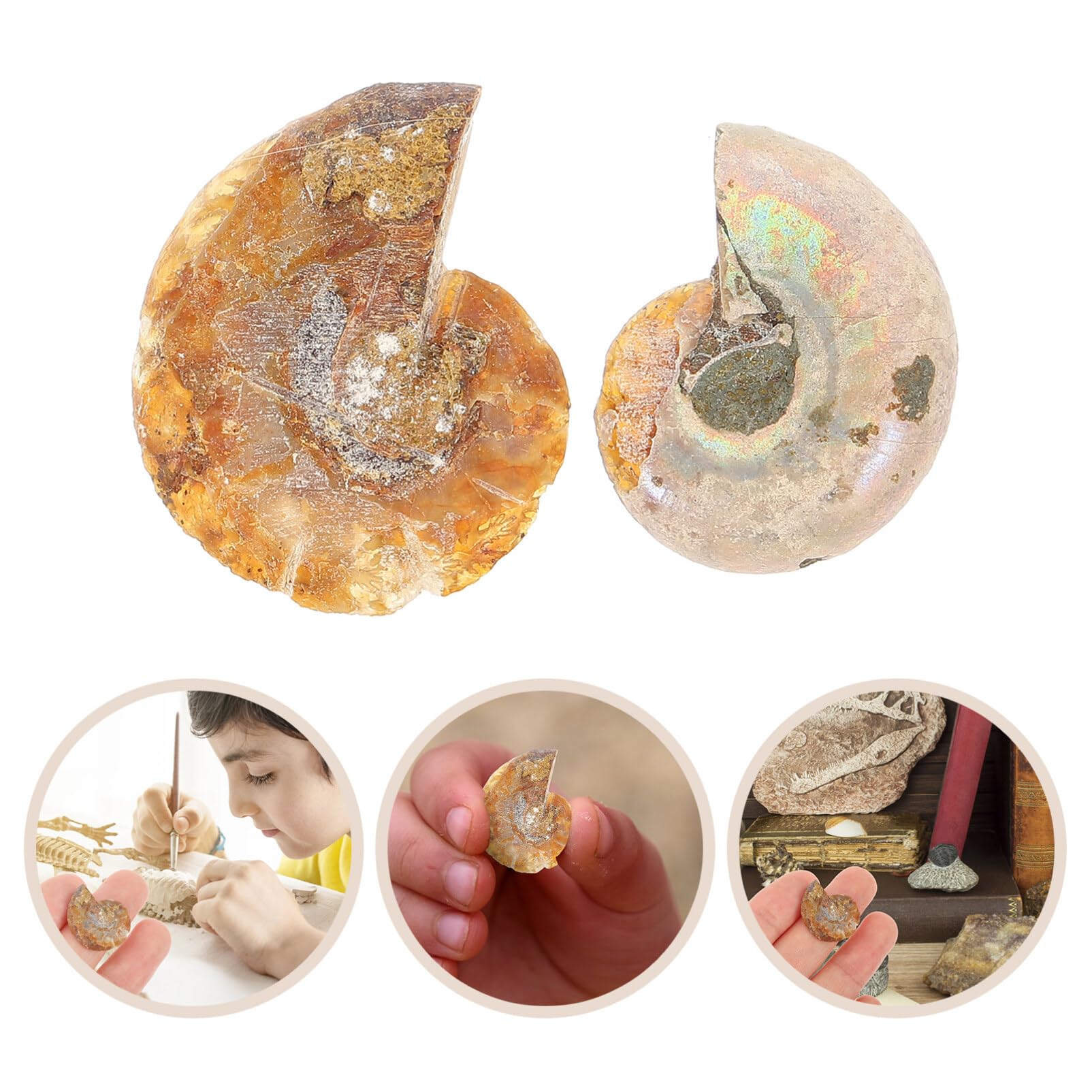 iplusmile 2pcs Animal Fossil Collection Paleontology Fossil Sample Science Specimen Snails Ammonite Fossil Ornaments for Biological Science Educational Teaching Props