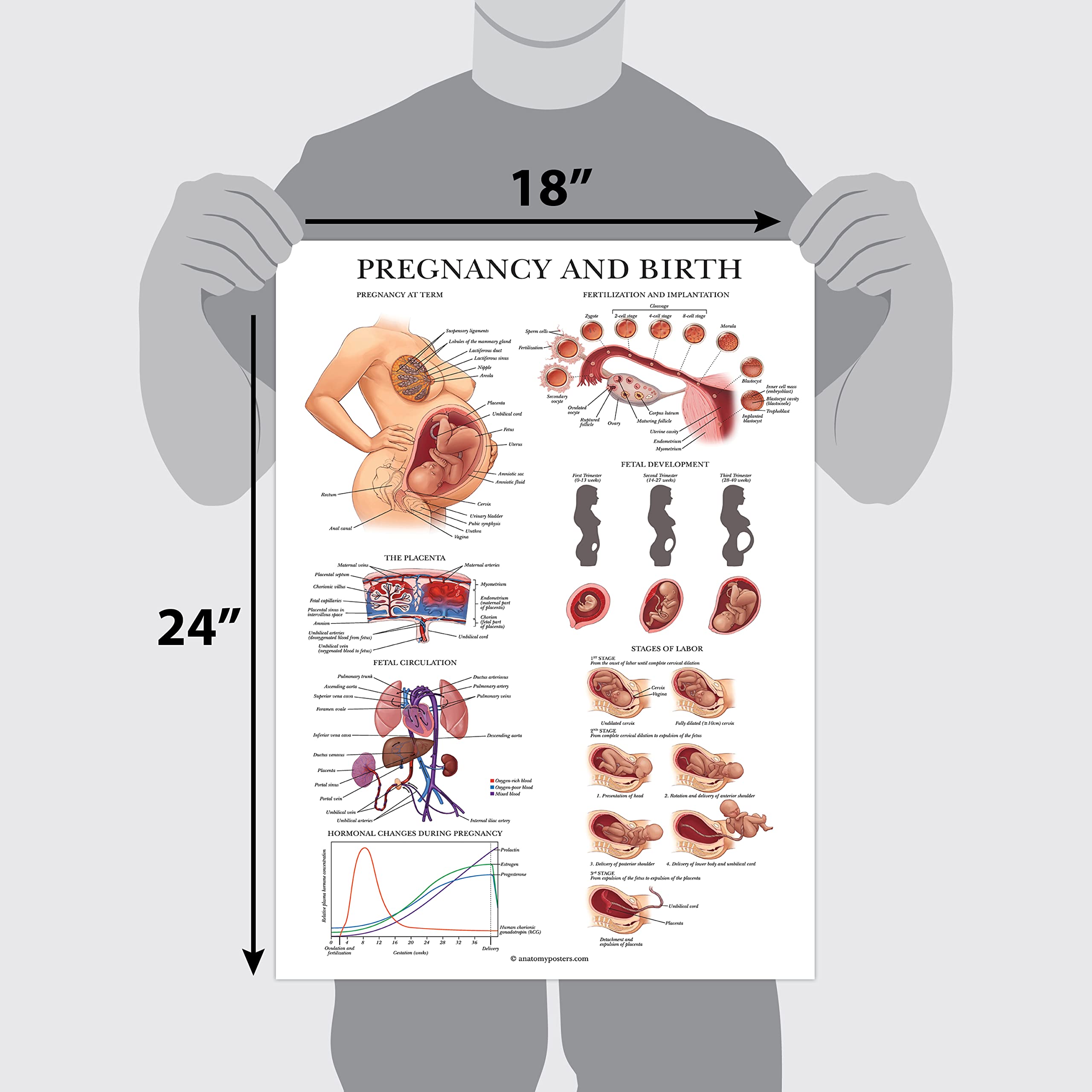 2 Pack - Female Reproductive Anatomy Poster + Pregnancy and Birth Anatomy Chart - Laminated