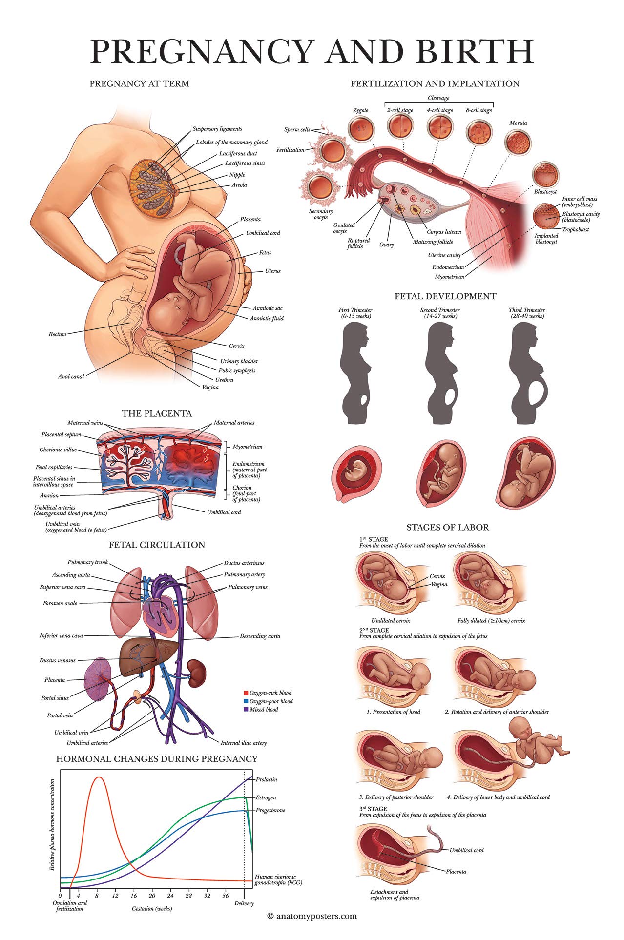 2 Pack - Female Reproductive Anatomy Poster + Pregnancy and Birth Anatomy Chart - Laminated