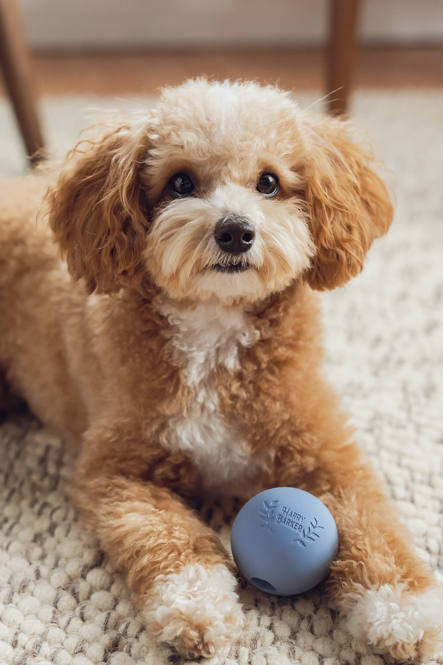 Harry Barker Rubber Balls and Rubber Chew Stick, Rubber Bone for Dogs - 2.5" Rubber Balls - 6 Pack