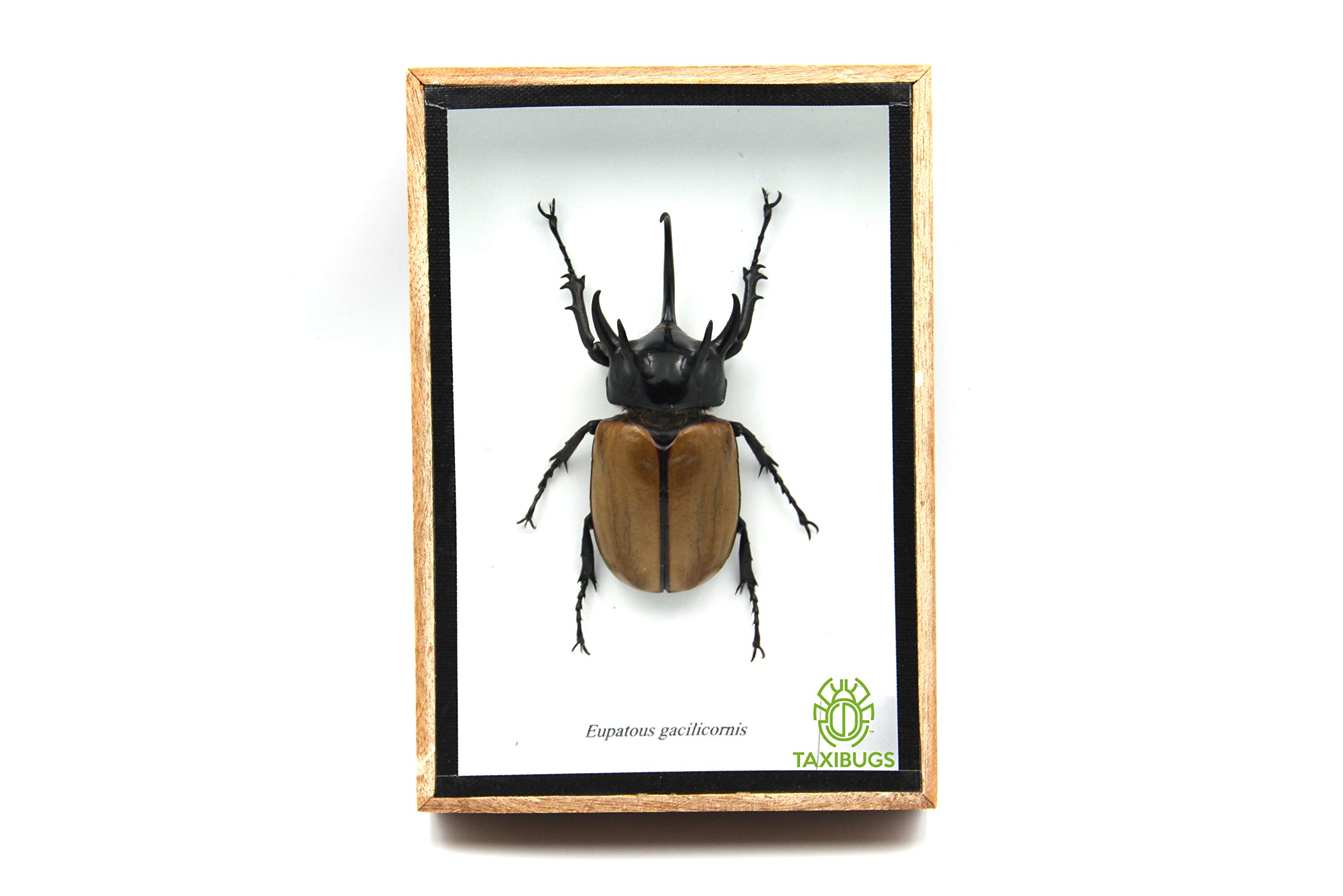 TAXIBUGS Rare Giant 5 Horn Rhino/Rhinoceros Beetle, Eupatorus gracilicornis, Taxidermy Insect Box Entomology Gift (Wooden Box)