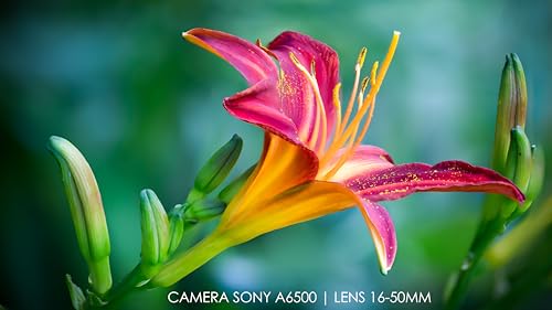 10x High Definition 2 Element Close-Up (Macro) Lens for Nikon, Canon, Sony, Panasonic, Fujifilm, Pentax & Olympus DSLR's (40.5mm)