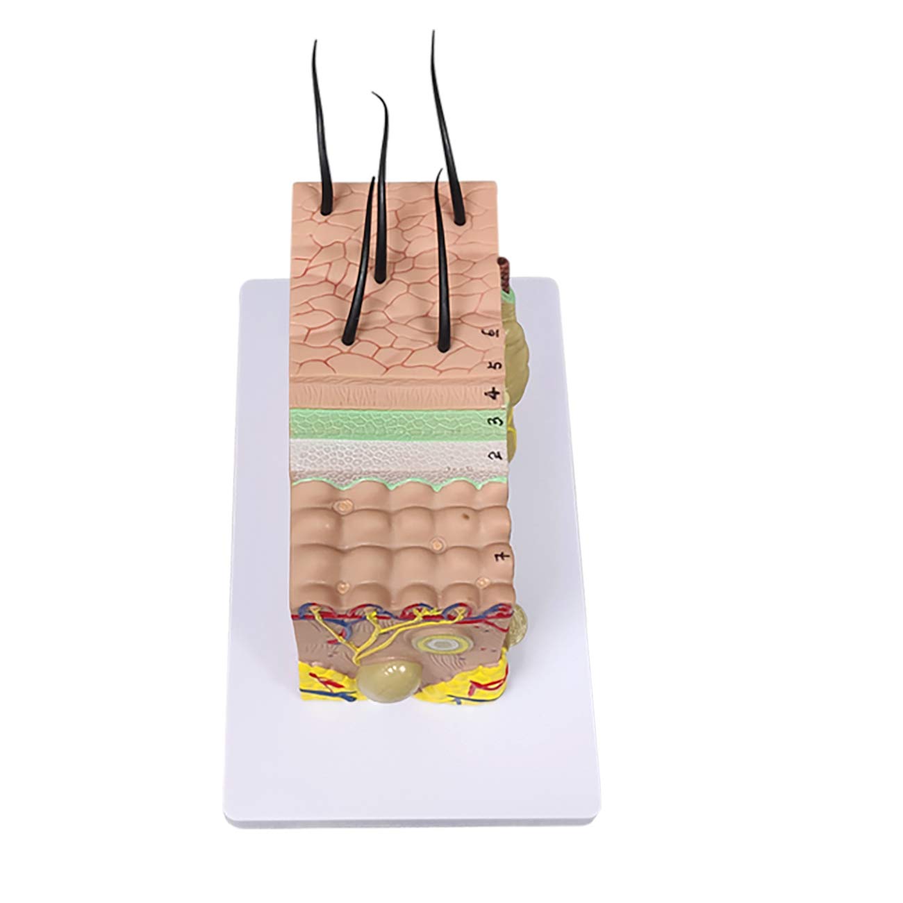 Ultrassist Skin Anatomy Model with A Study Guide, 35 Times Enlarged Anatomical Skin Model, Teaching Tool for Science Study or Patient Education