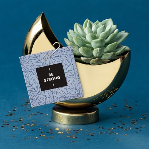 Compendium ThoughtFulls Pop-Open Cards — Be Strong — 30 Pop-Open Cards, Each with a Different Inspiring Message Inside