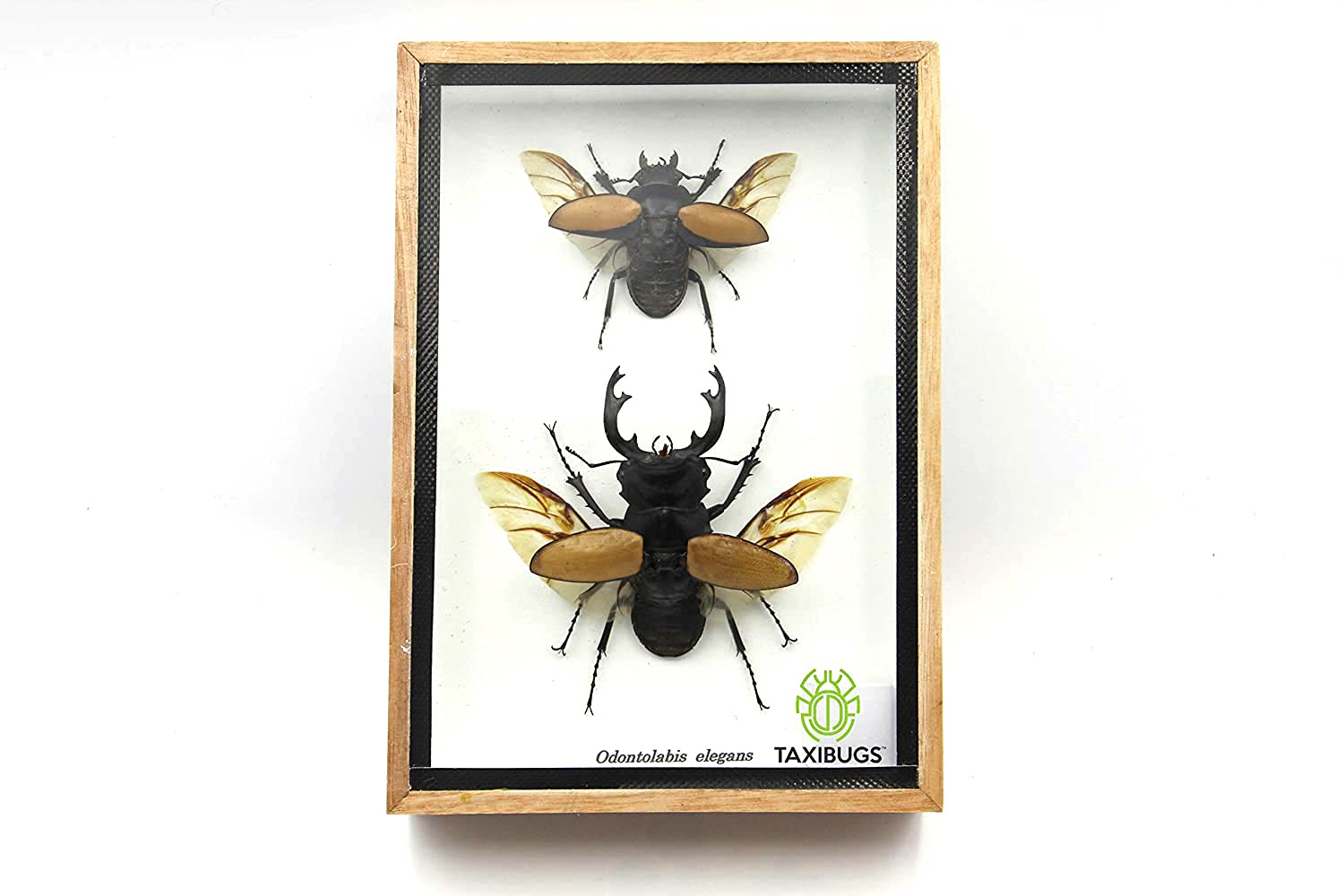 TAXIBUGS Real Beetle Display Taxidermy Odontolabis Elegans Insect Bug Entomology Box Wood Framed (Male & Female) (Wooden Box)